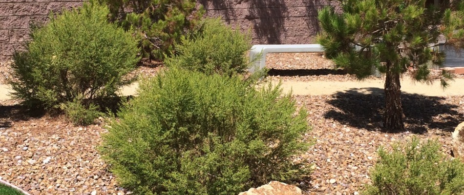 Mulch vs Rocks: Which Is the Better Ground Cover? | Creekside Landscapes