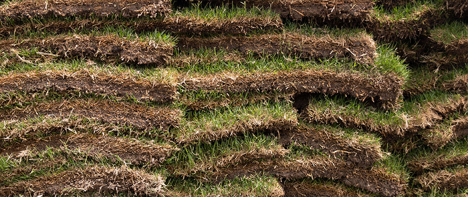 Want a Great Lawn Without Waiting? Get Sod! | Creekside Landscapes